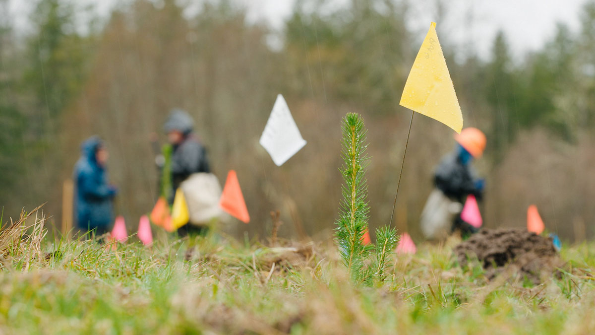 King County foresters are testing native tree seedlings from warmer ...