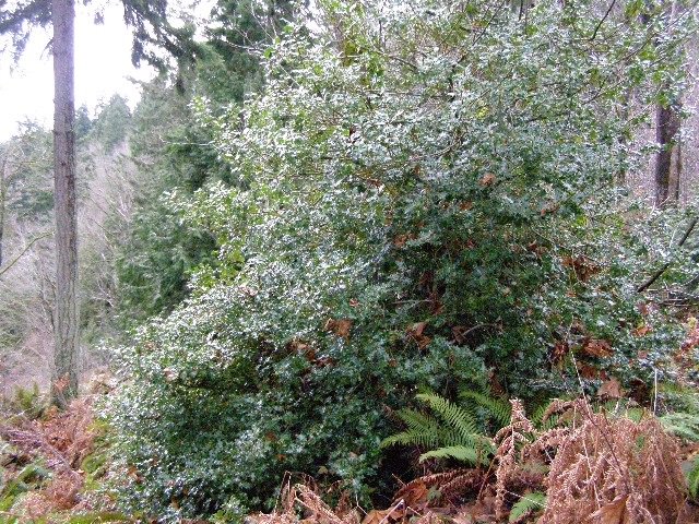 Common holly identification and control - King County, Washington