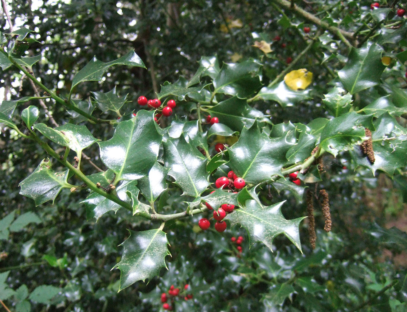 Common holly identification and control - King County, Washington