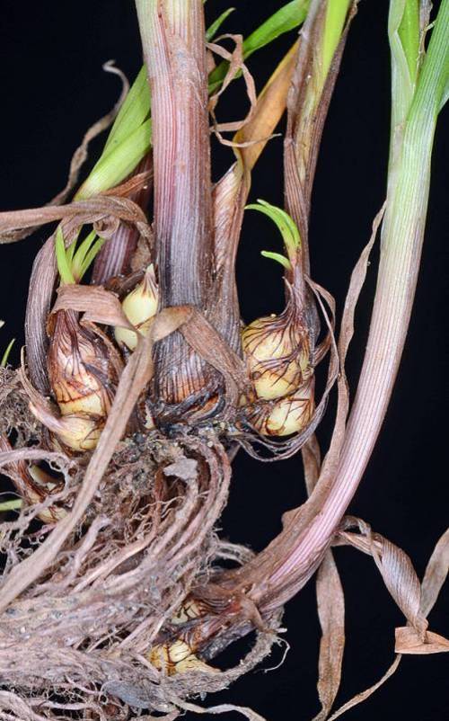 Yellow nutsedge identification and control - King County, Washington