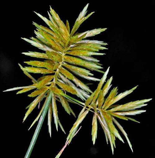 Yellow nutsedge identification and control - King County, Washington