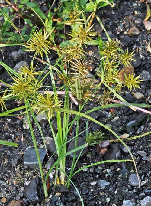 Yellow nutsedge identification and control - King County, Washington