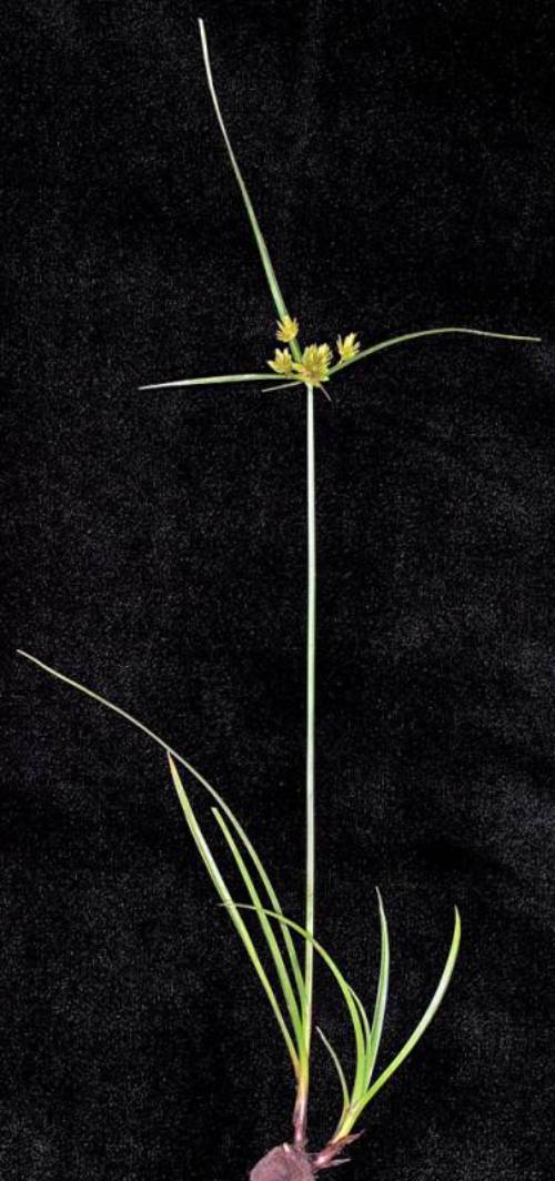 Yellow nutsedge identification and control - King County, Washington