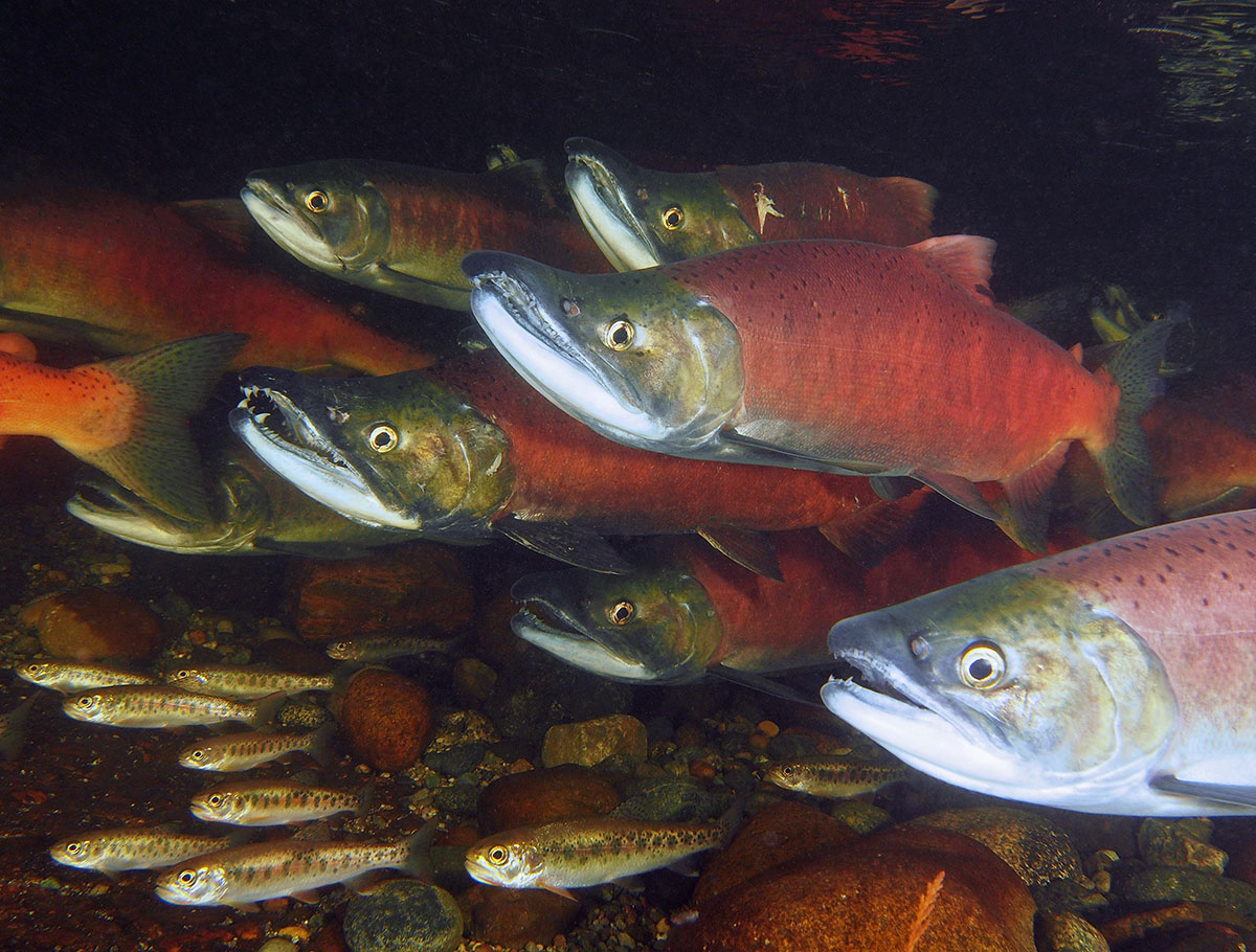 Fish Passage Restoration Program - King County, Washington