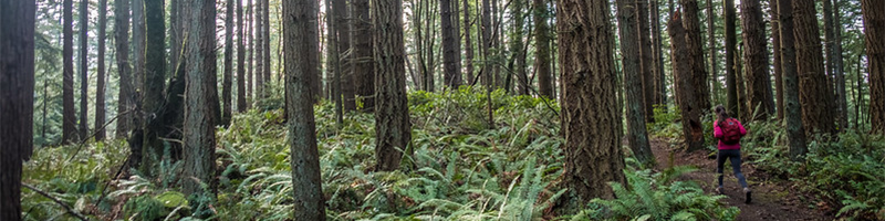 Adopt a park or trail - King County, Washington